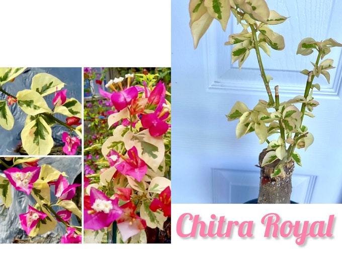 Rare ! Citra Royal Changing Colors Bougainvillea Plant - Etsy