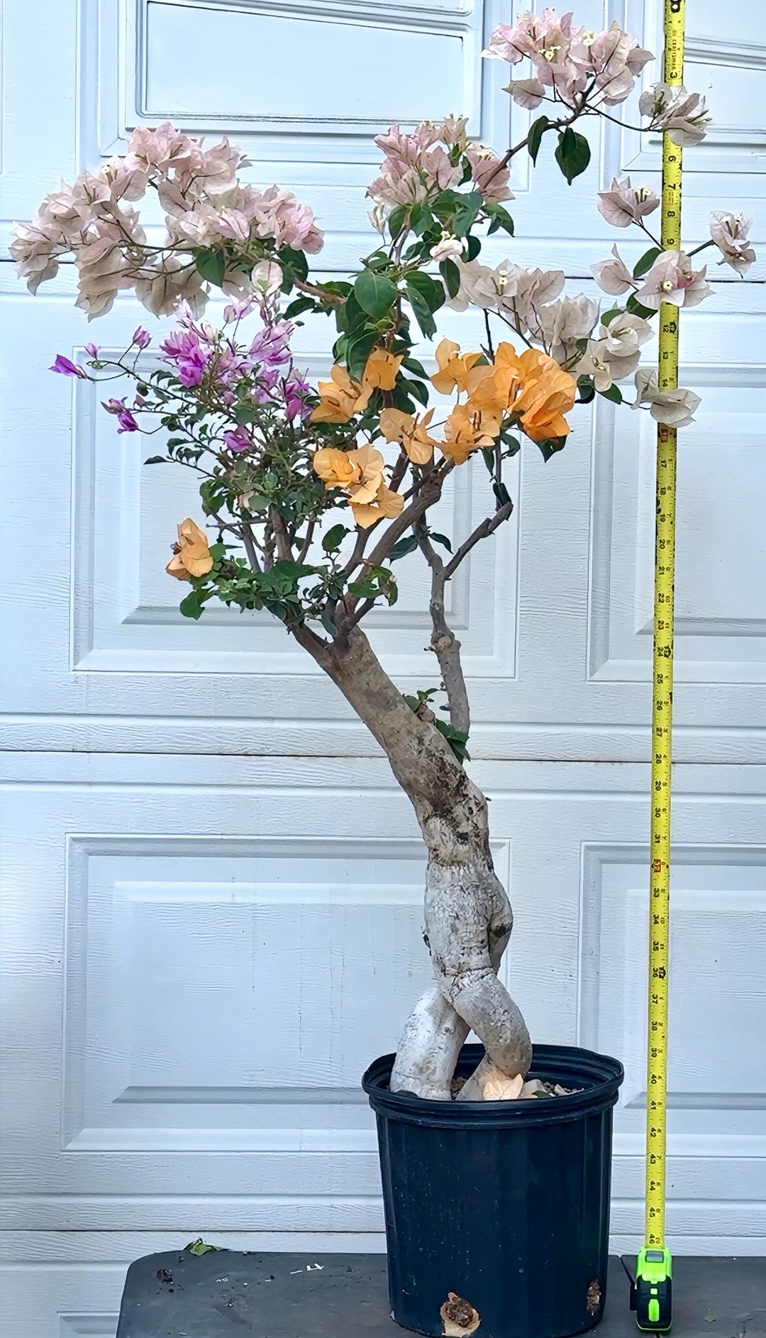 5 Citra Varieties Bougainvillea Colors Grafted in Huge Bonsai Plant. - Etsy