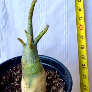 Rare Adenium /desert Rose From Seed - Etsy