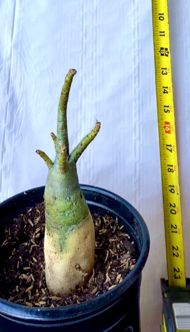 Rare Adenium /desert Rose From Seed - Etsy