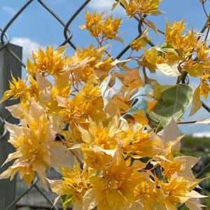 Mahara 3 Colors Set Varieties Bougainvillea Plant. - Etsy