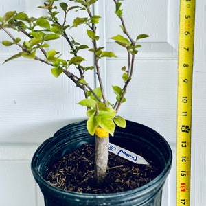 Diamond Oren Bougainvillea Plant - Etsy