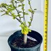 Diamond Oren Bougainvillea Plant - Etsy