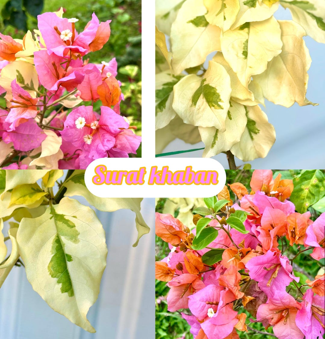 Surat Khaban Bougainvillea Special Nature Beautiful Design Leaves ...