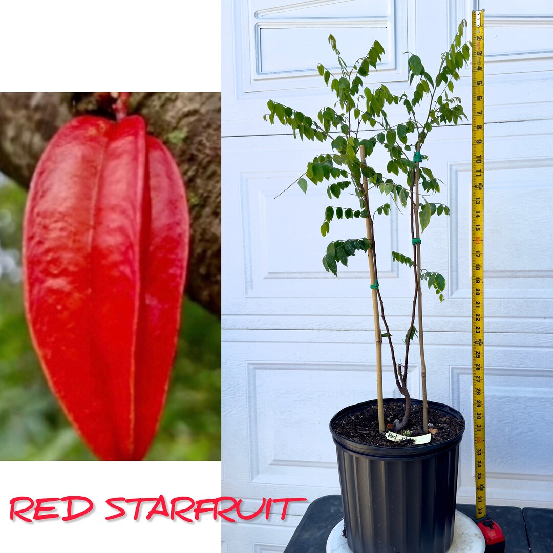 Red Star Fruit . Grafted Cay Khe Do . Hard to Find Red Starfruit Plant. Sweeter and Juicier Then ...