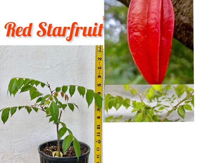 Red Star Fruit . Grafted Cay Khe Do . Hard to Find Red Starfruit Plant ...