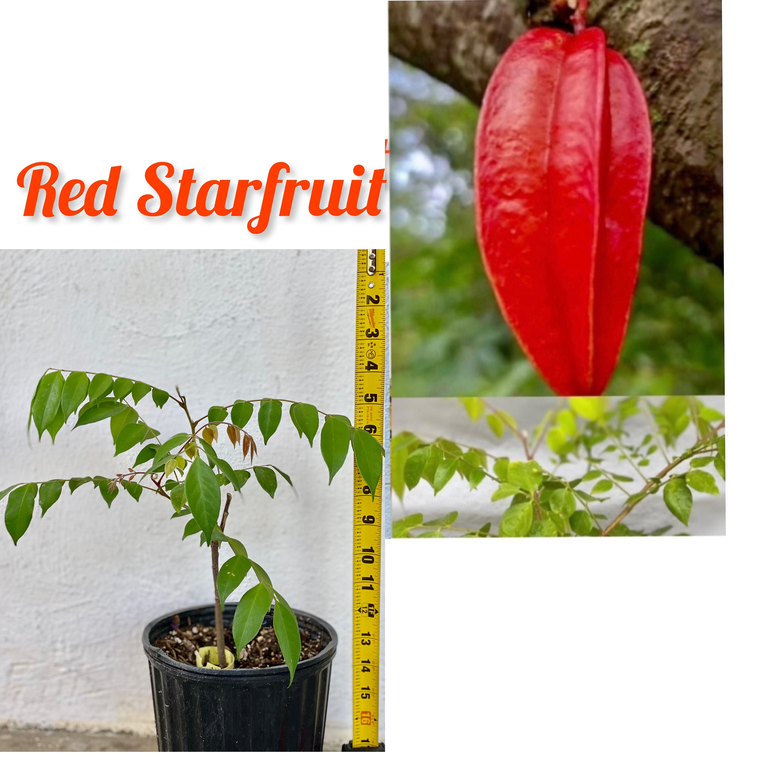 Starfruit Tree