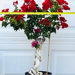 Mahara Deep Red Bougainvillea Bonsai .her Flowers Form in Clusters. - Etsy