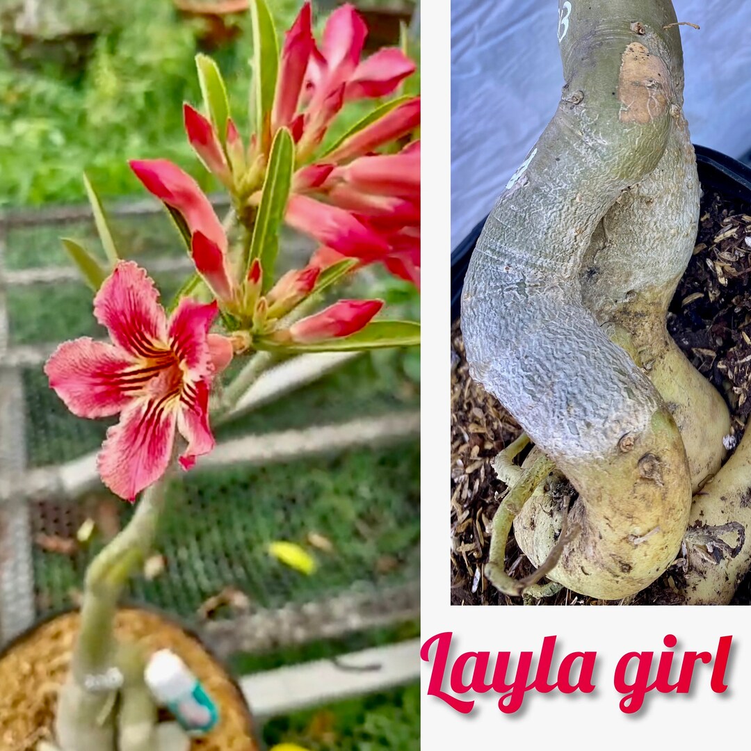 Rare Adenium /desert Rose From Seeds - Etsy