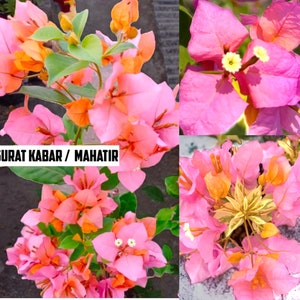 6 Citra Varieties Bougainvillea Colors Grafted in Huge Bonsai Plant. - Etsy