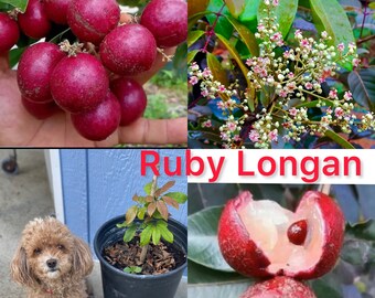 Ruby Longan - Etsy