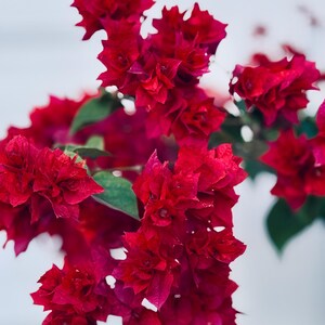 Mahara Deep Red Bougainvillea Bonsai .her Flowers Form in Clusters. - Etsy