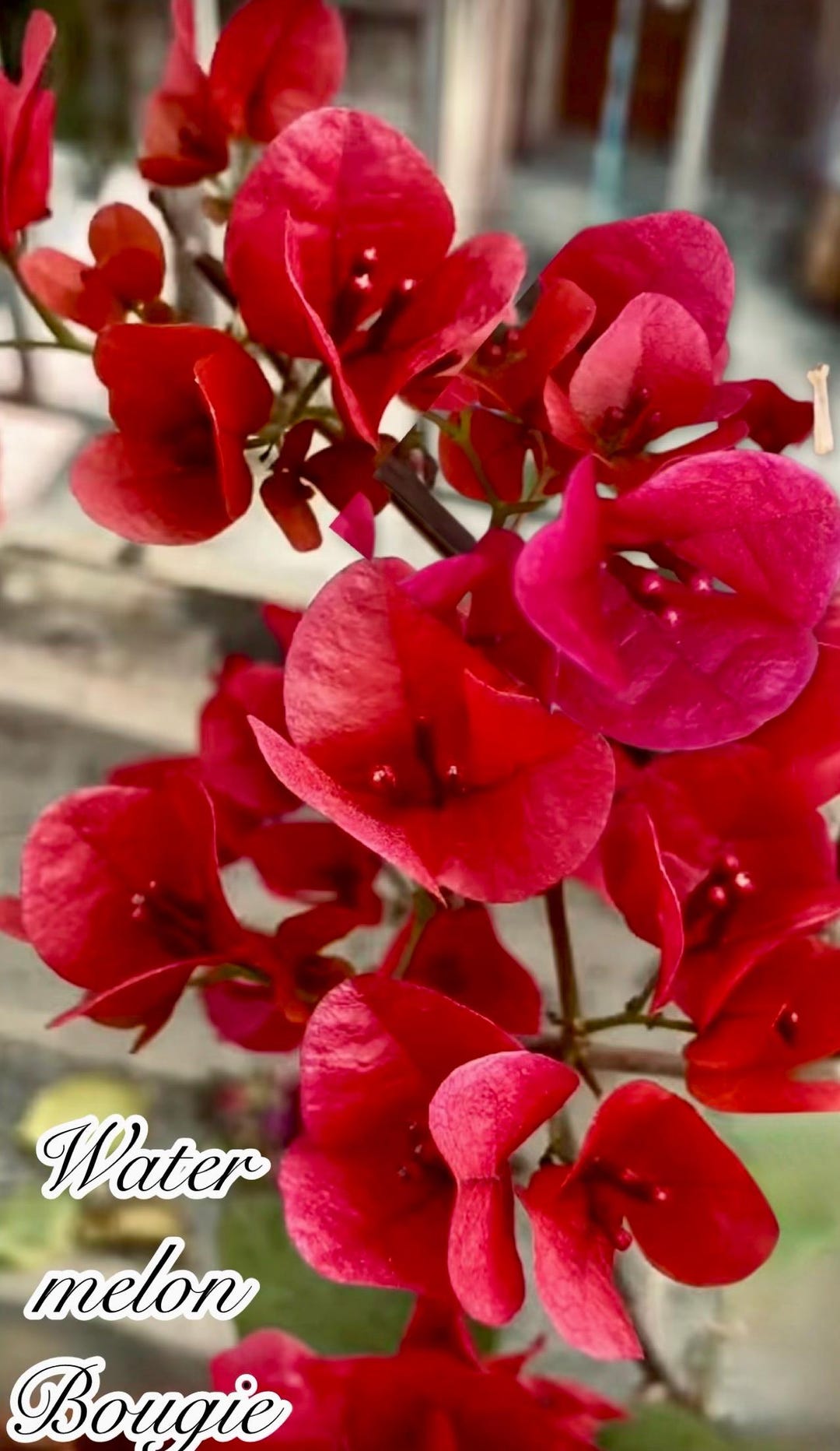 Watermelon Kiss Bougainvillea Plant. Flowering. - Etsy