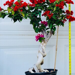Mahara Deep Red Bougainvillea Bonsai .her Flowers Form in Clusters. - Etsy