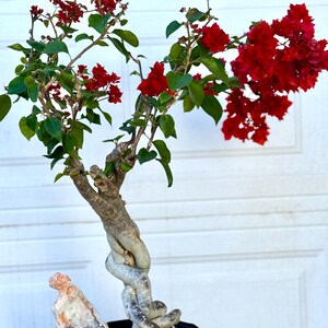 Mahara Deep Red Bougainvillea Bonsai .her Flowers Form in Clusters. - Etsy