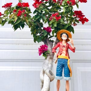 Mahara Deep Red Bougainvillea Bonsai .her Flowers Form in Clusters. - Etsy