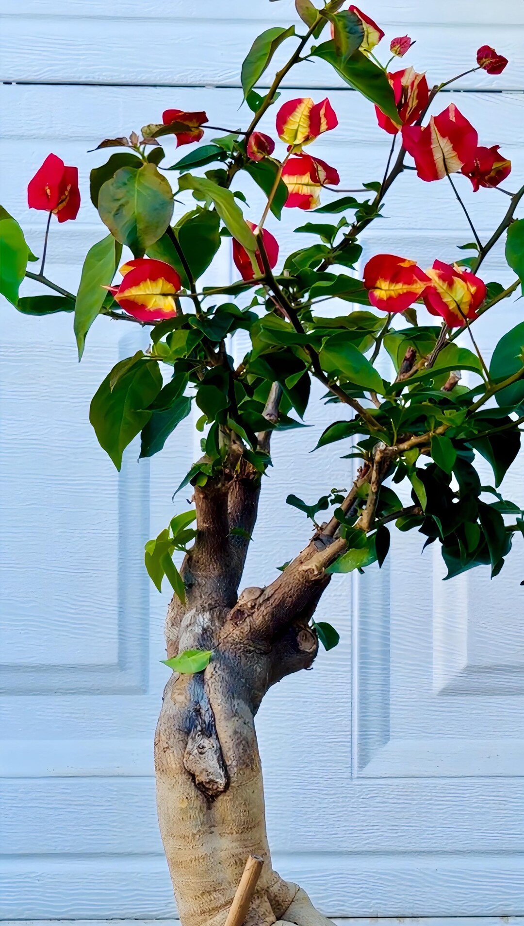 New ID ! Citra Seven Color Bougainvillea Plant. - Etsy