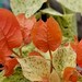 Diamond Oren Bougainvillea Plant - Etsy