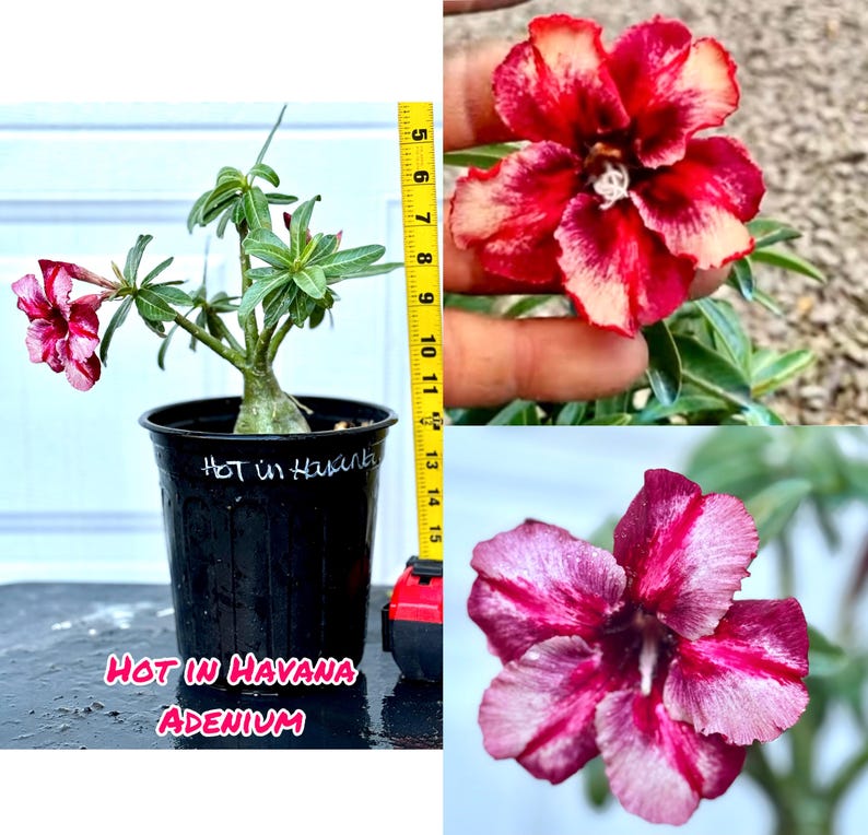 Rare Adenium /desert Rose From Seed - Etsy