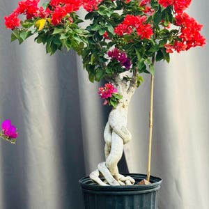 Mahara Deep Red Bougainvillea Bonsai .her Flowers Form in Clusters. - Etsy