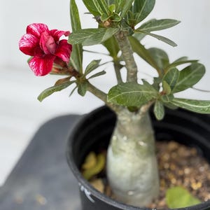 Rare Adenium /desert Rose From Seed - Etsy