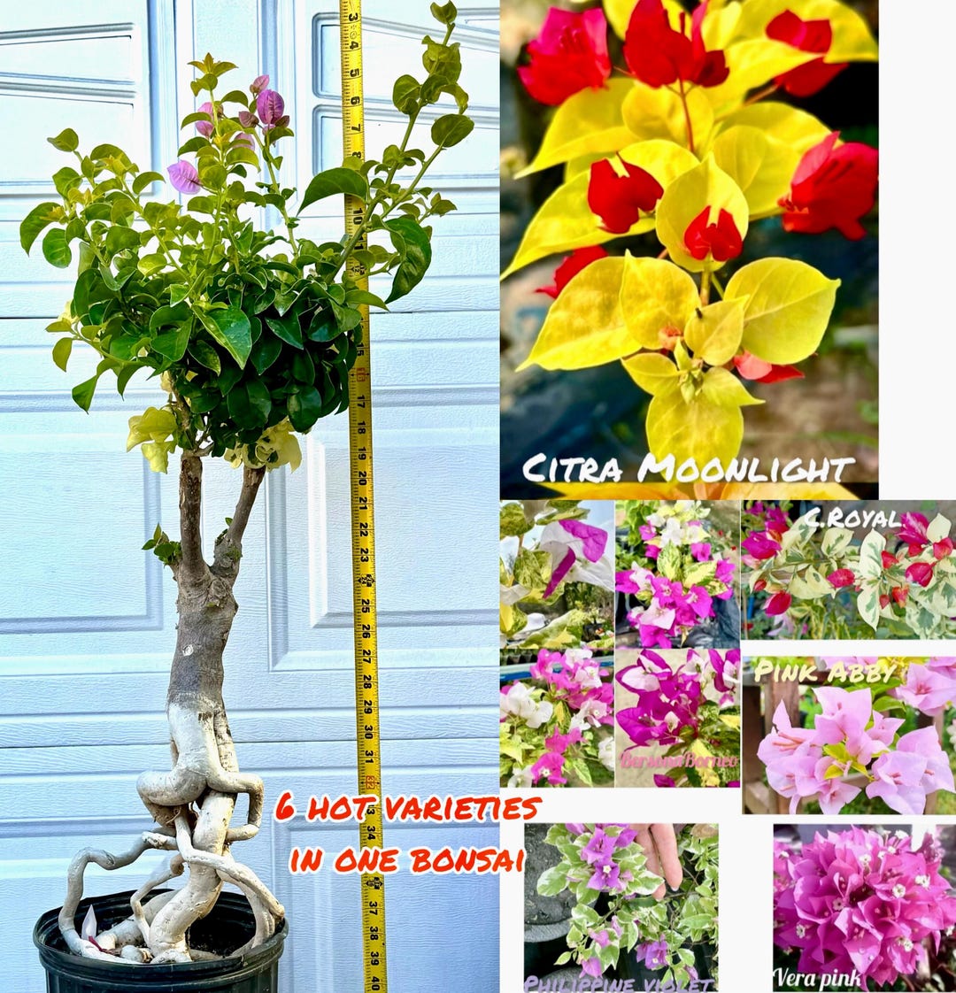 6 Varieties Citra Colors Bougainvillea Grafted in One Bonsai Plant. - Etsy