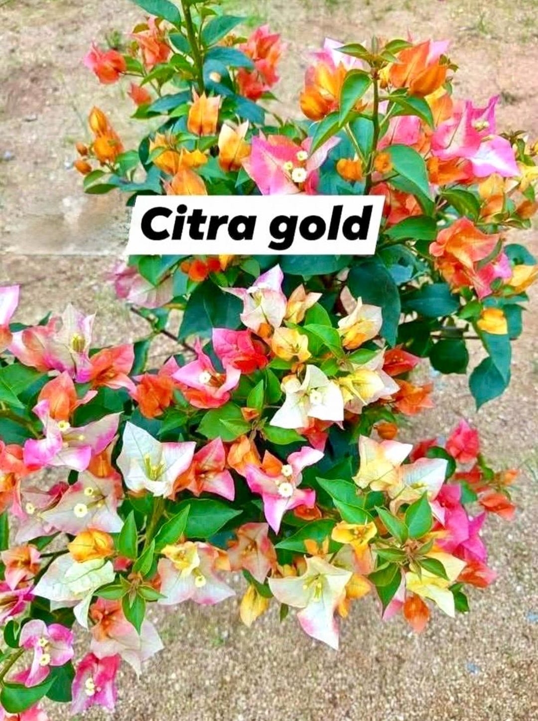 Exotic MAGIC Colors Citra Gold Bougainvillea Bonsai Plant. She's ...