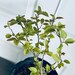 Diamond Oren Bougainvillea Plant - Etsy