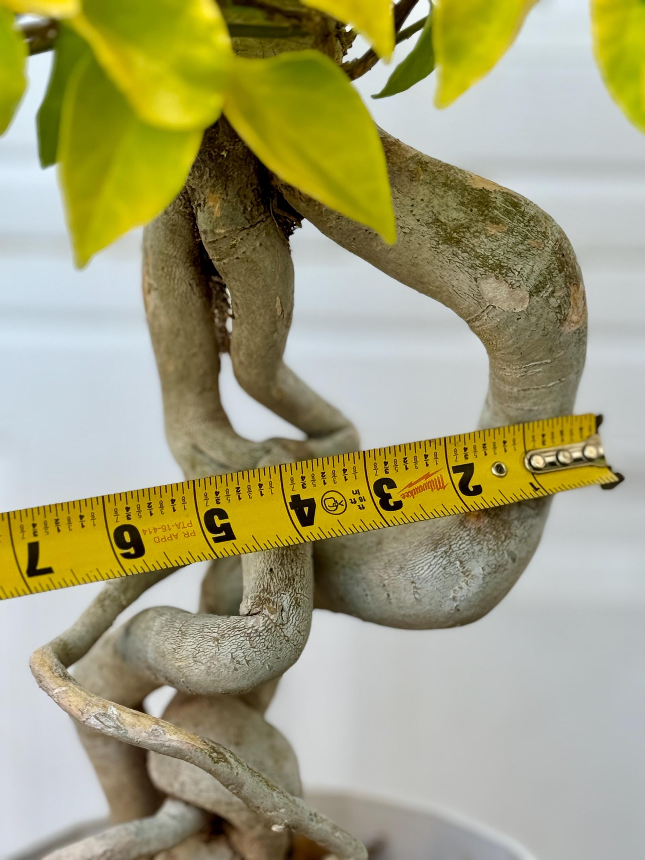 Sakura Moonlight With Beautiful Exotic Transformers Colors. - Etsy