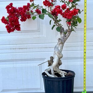 Mahara Deep Red Bougainvillea Bonsai .her Flowers Form in Clusters. - Etsy