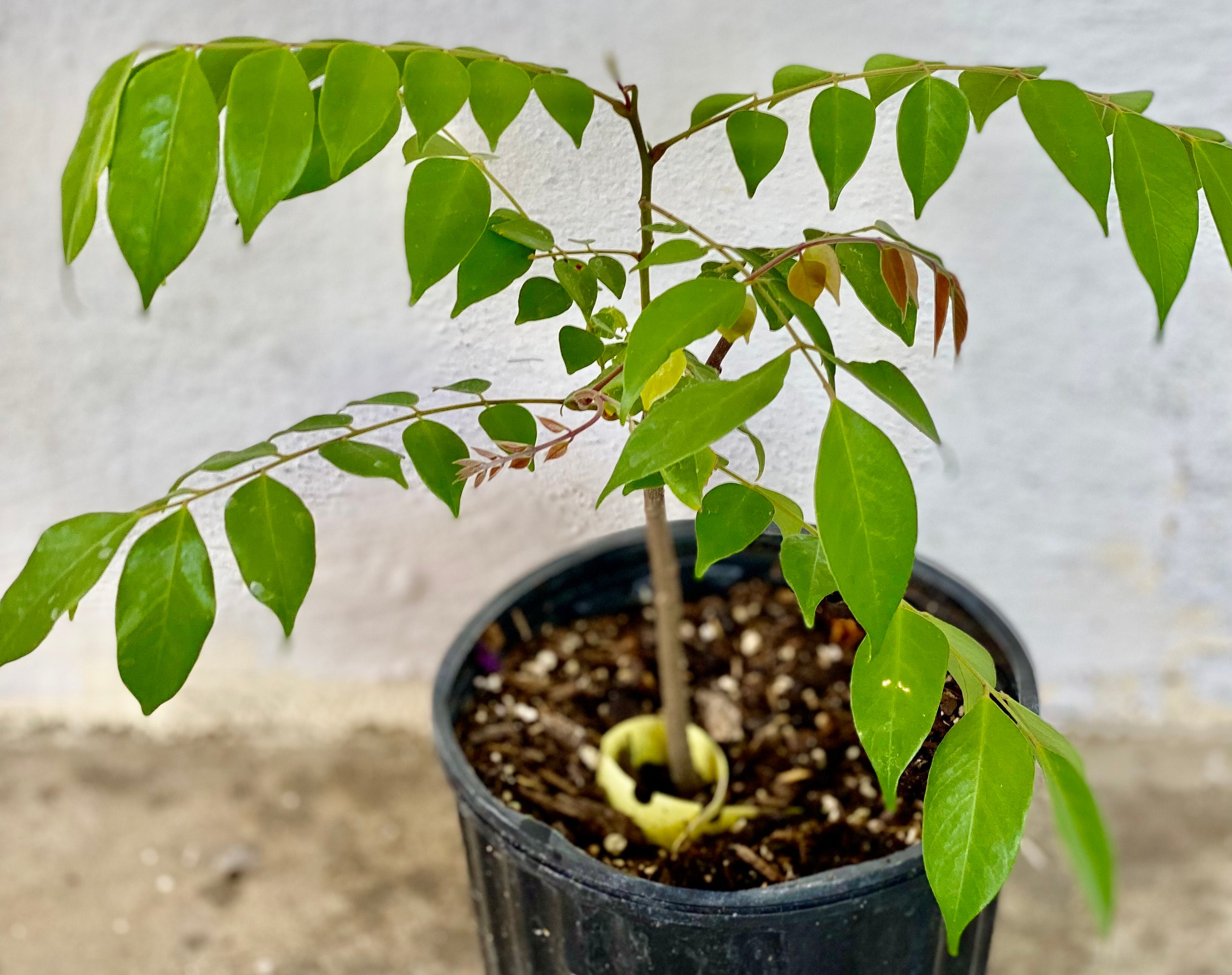 Red Star Fruit . Grafted Cay Khe Do . Hard to Find Red - Etsy
