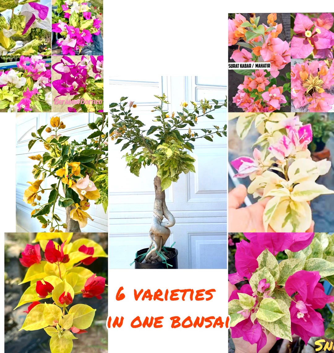 6 Citra Varieties Bougainvillea Colors Grafted in Huge Bonsai Plant. - Etsy
