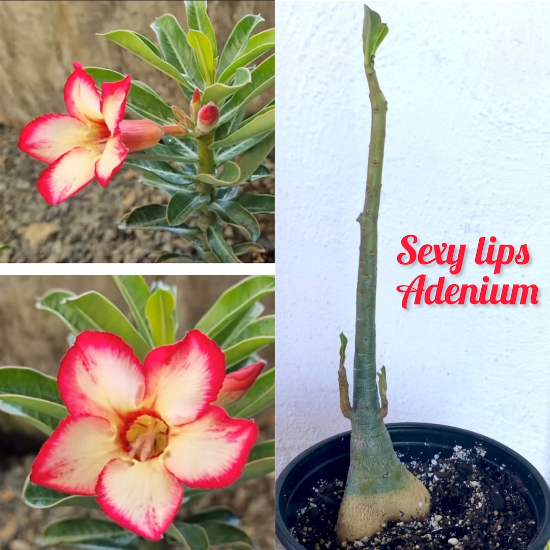Rare Adenium /desert Rose From Seed - Etsy