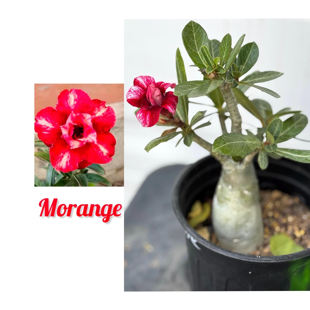 Rare Adenium /desert Rose From Seed - Etsy