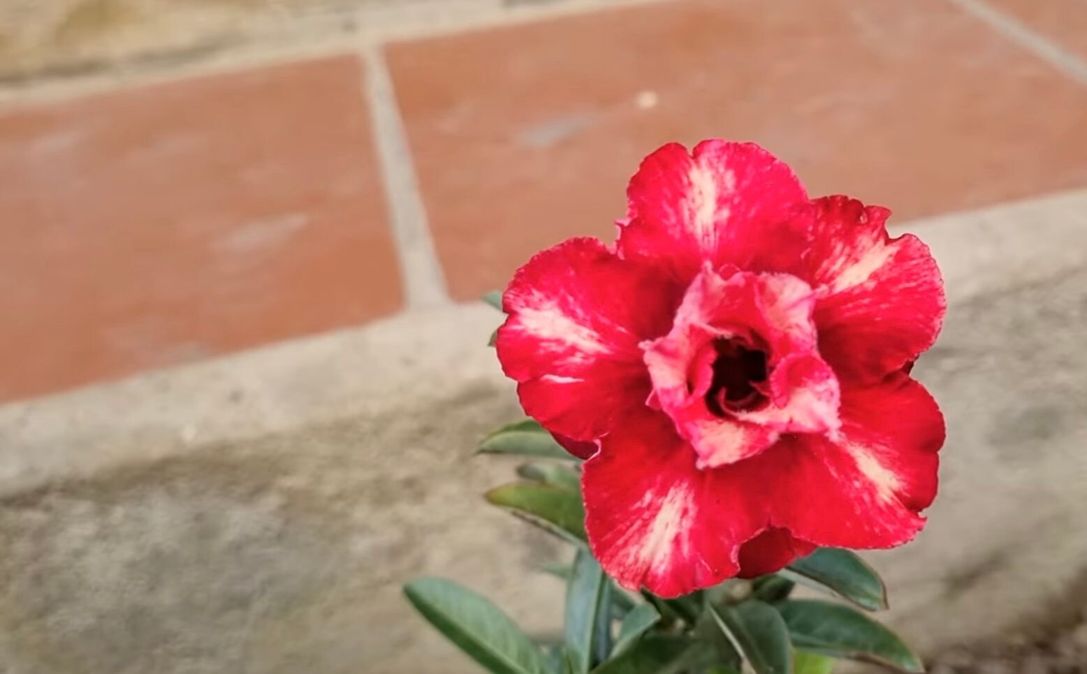 Rare Adenium /desert Rose From Seed - Etsy