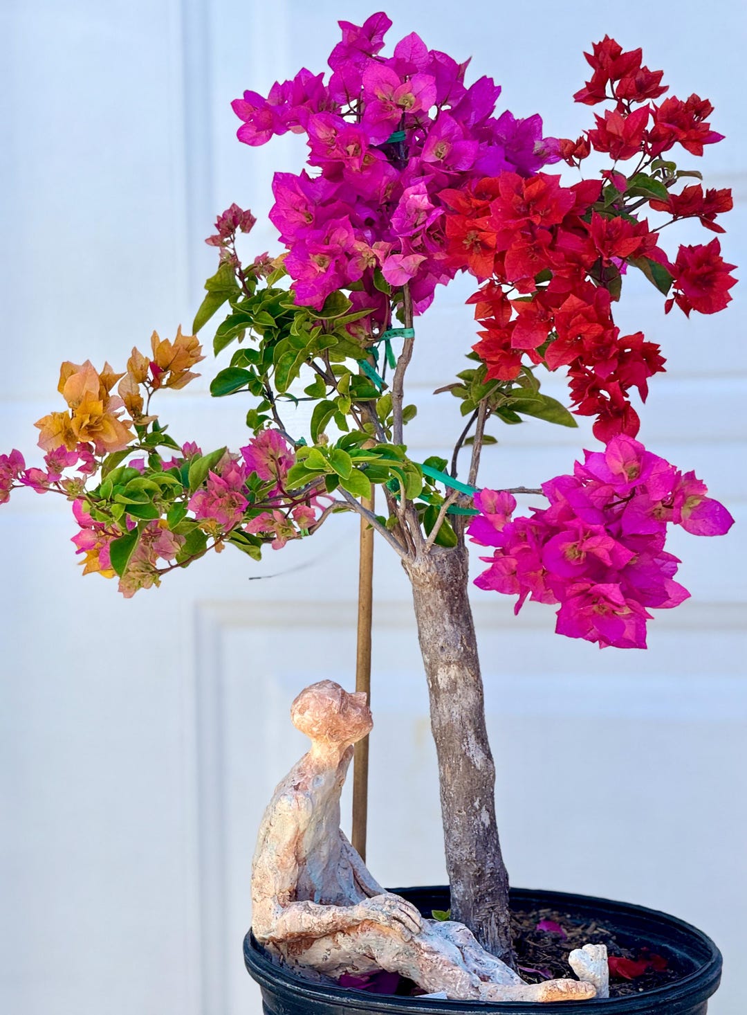 Mahara 3 Colors Set Varieties Bougainvillea Plant. - Etsy