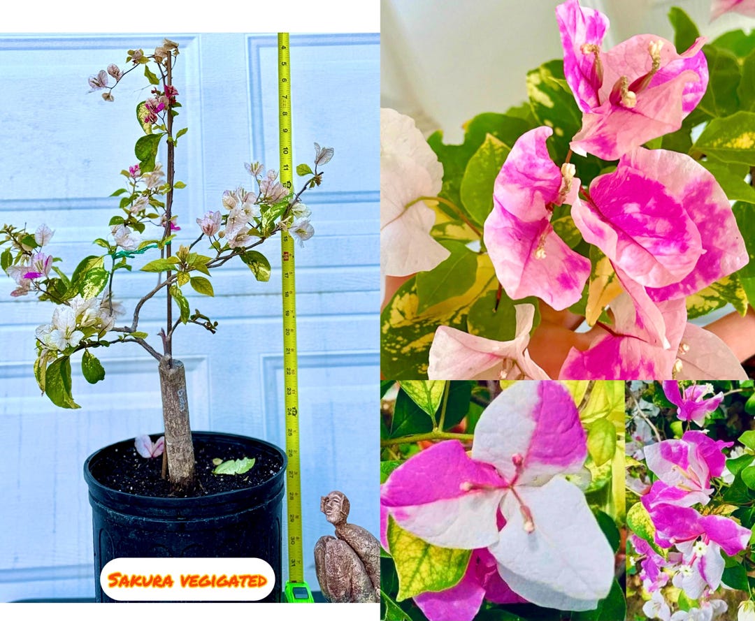 Sakura Varigated Leaves. With Beautiful Exotic Transformers Colors. - Etsy