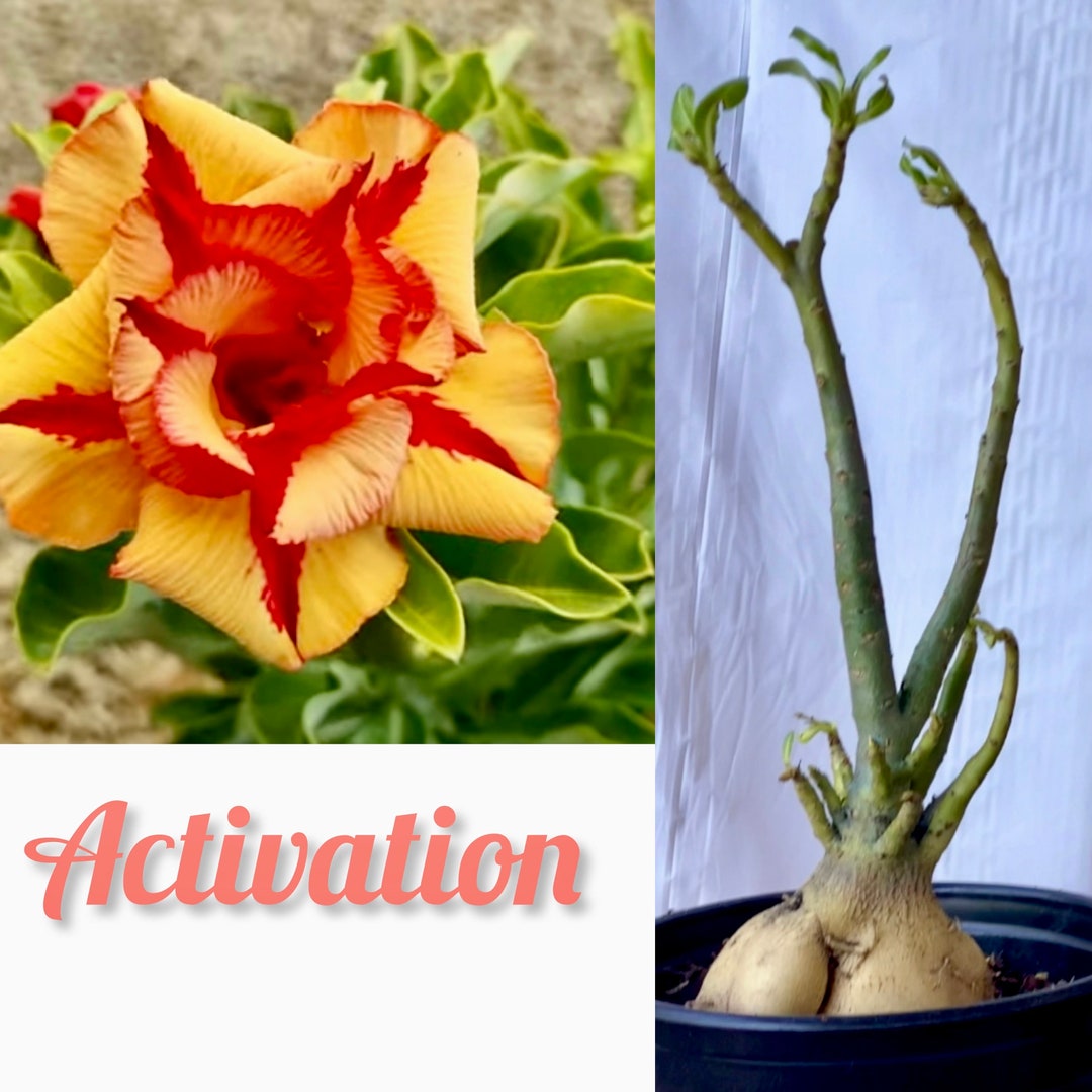 Rare Adenium /desert Rose From Seed - Etsy