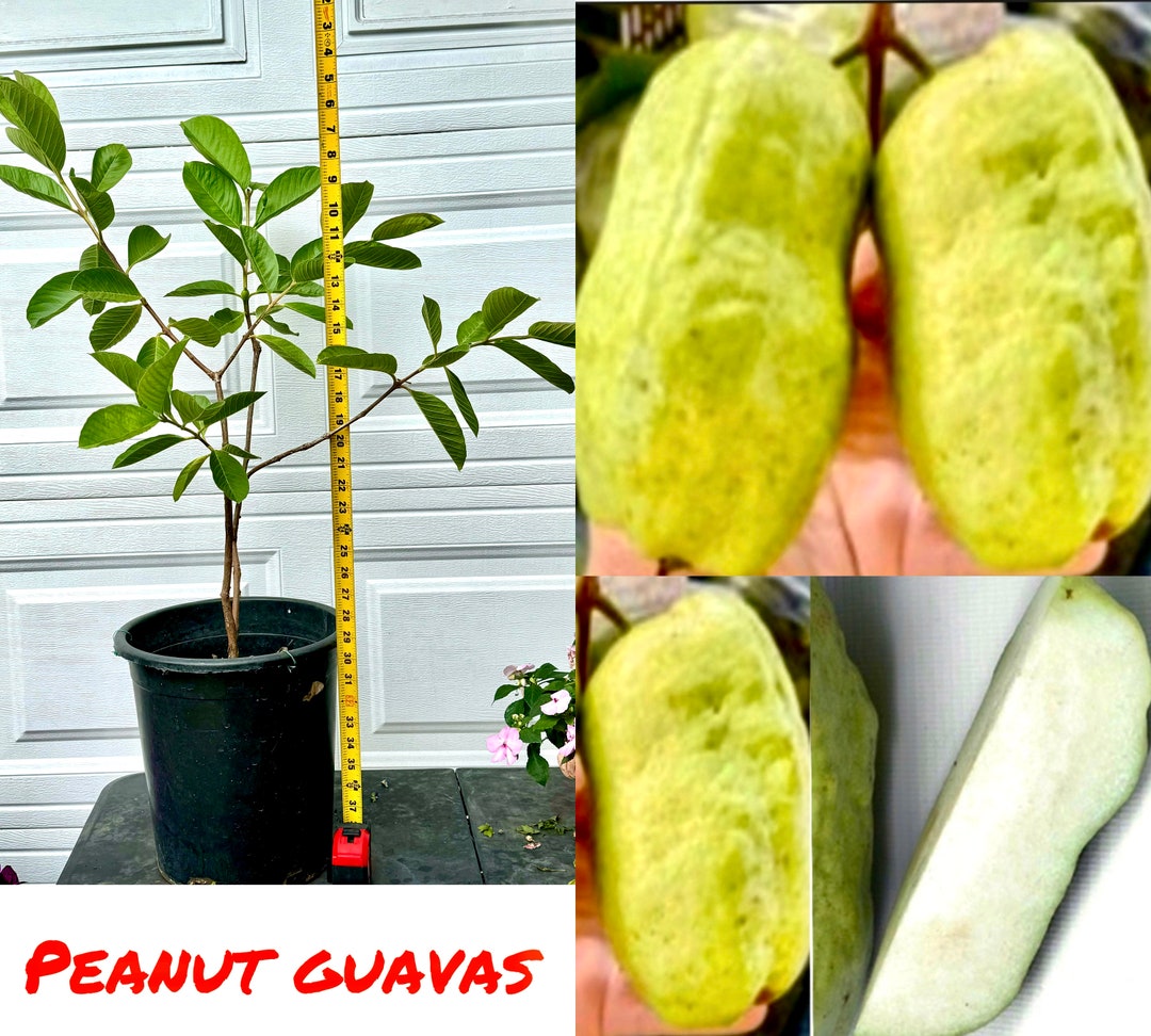 Only One Rare Peanut Guava. Crunchy and Sweet. 3 Years Air Layering ...
