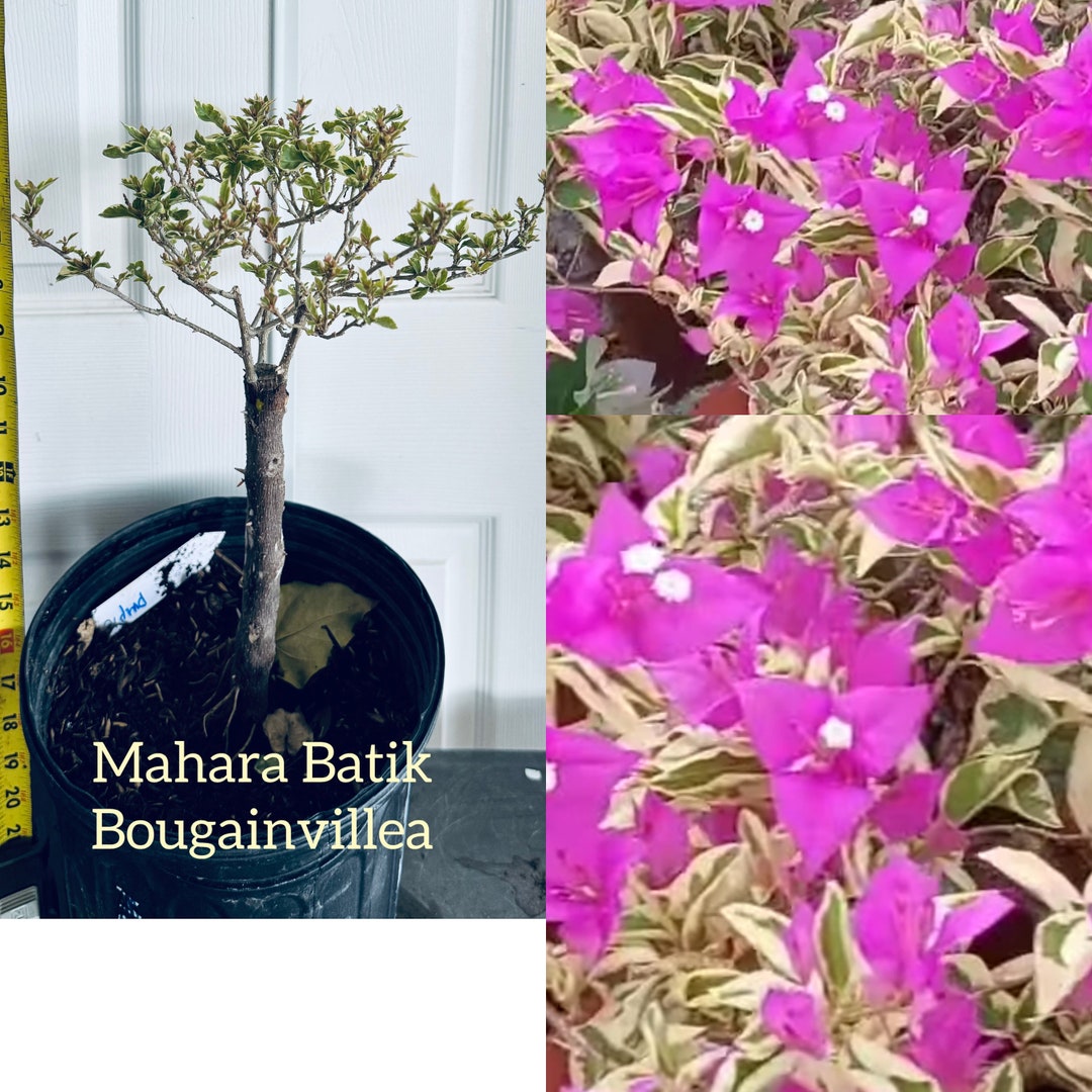 Mahara Batik Bougainvillea Plant. - Etsy