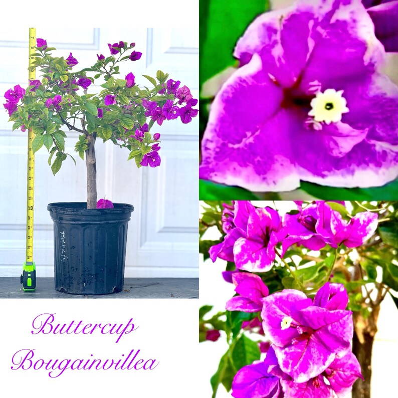 Buttercup/butterfly Purple Bougainvillea Plant. She’s Flowering Now. - Etsy
