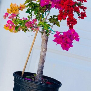Mahara 3 Colors Set Varieties Bougainvillea Plant. - Etsy