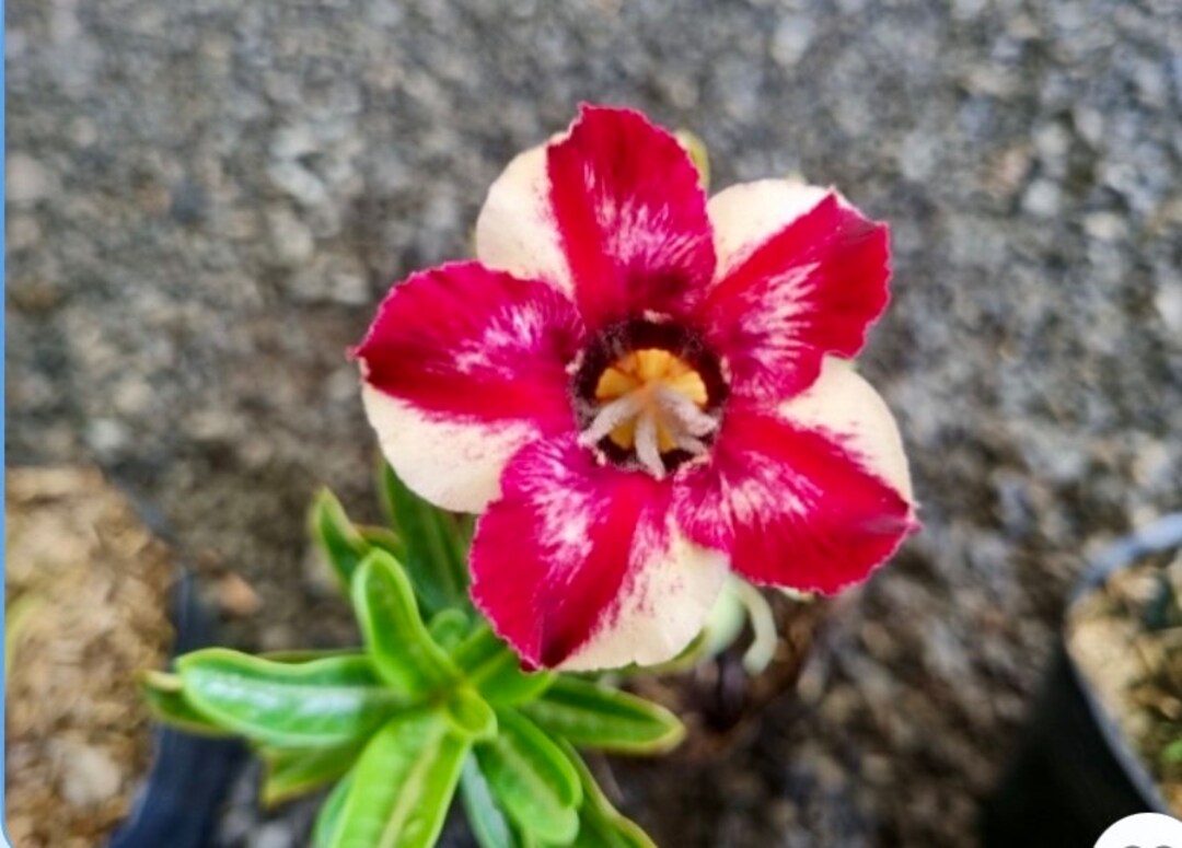 Rare Unique. Adenium /desert Rose From Seed - Etsy