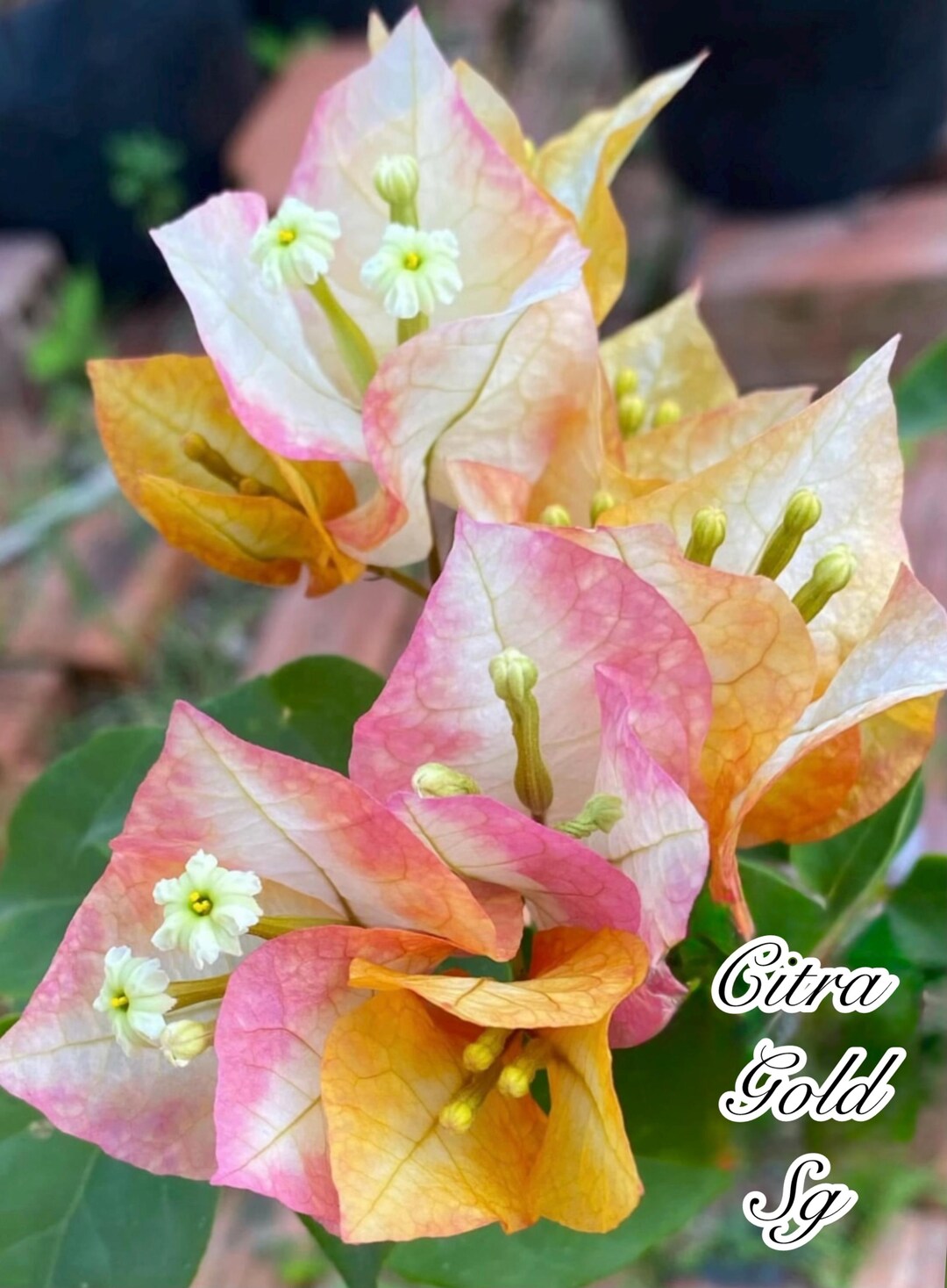 Exotic Colors Citra Gold Bougainvillea Bonsai Plant. She's Blooming. - Etsy