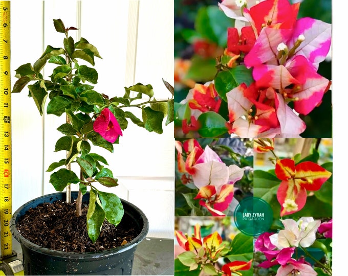 Lady Zyrah Bougainvillea Plant. She’s Flowering! - Etsy