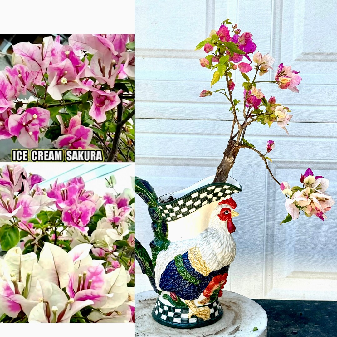 Sakura Ice Cream With Beautiful Exotic Transforming Colors. - Etsy
