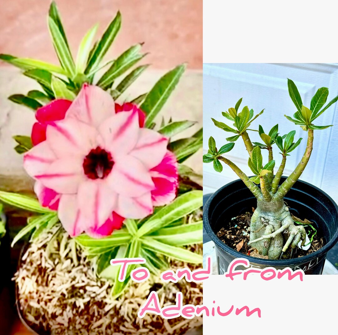 Rare Adenium / From Seed. to and From. - Etsy