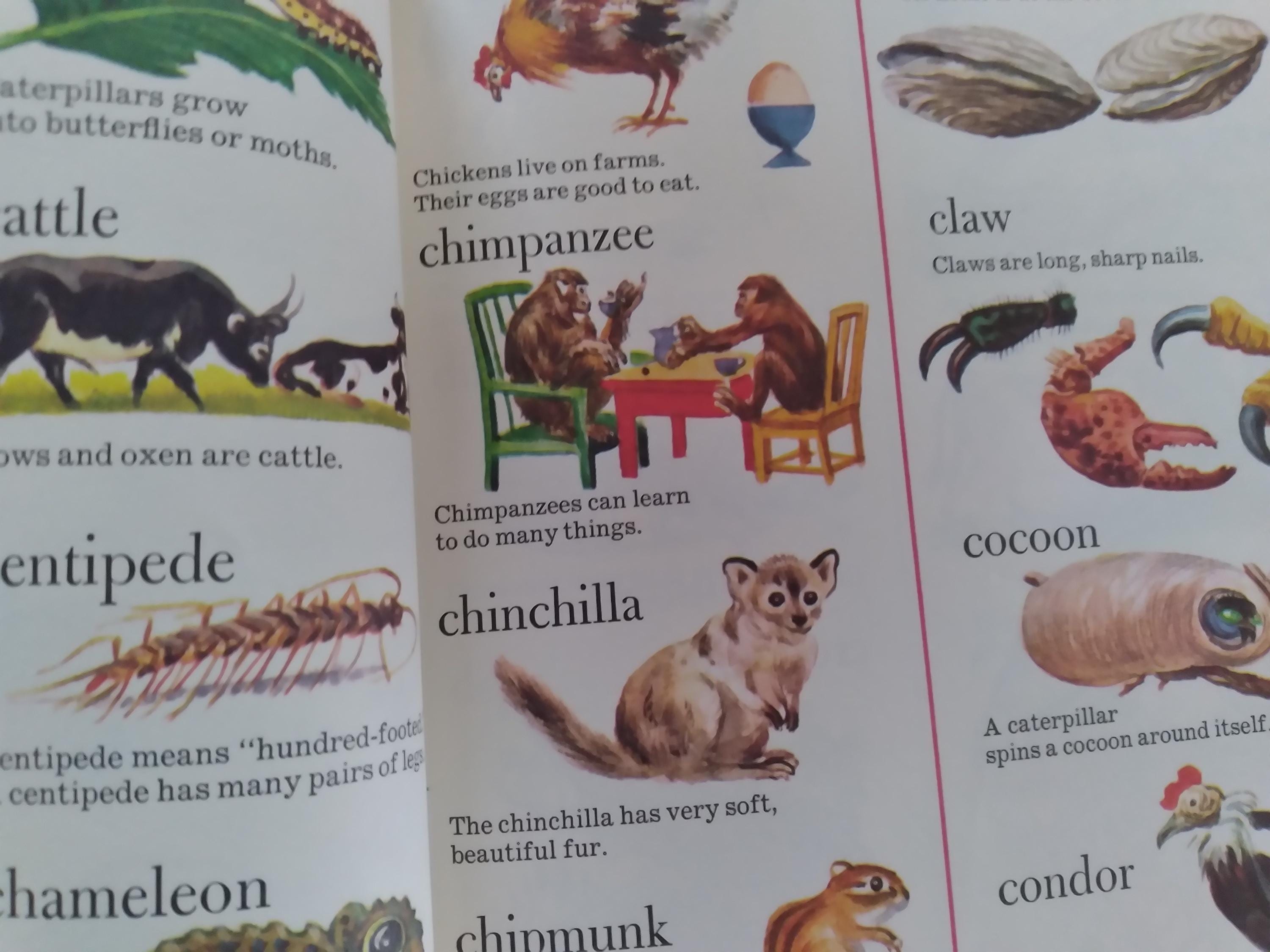 1974 Animal Dictionary, A Little Golden Book - Etsy