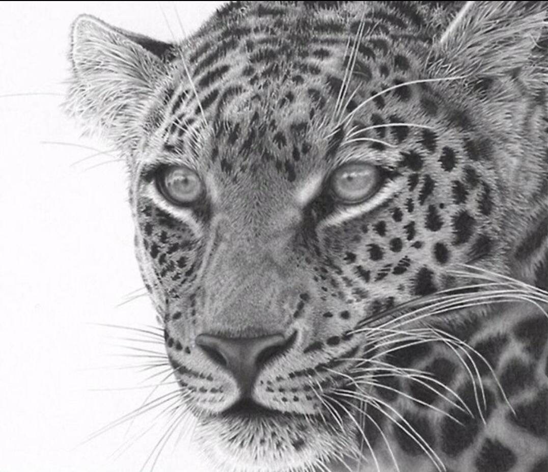 Sketched Leopard - Etsy