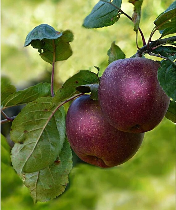1 Arkansas Black Apple Tree 2 Ft Tall Bareroot Live Tree - Etsy